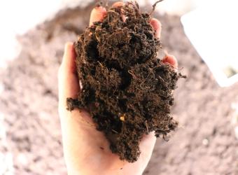 Bodem, substraat en bemesting | Proefcentrum Hoogstraten